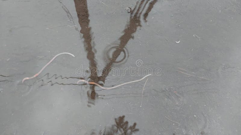 Earthworm Crawling the a Underwater Stock Footage - Video of crawling ...
