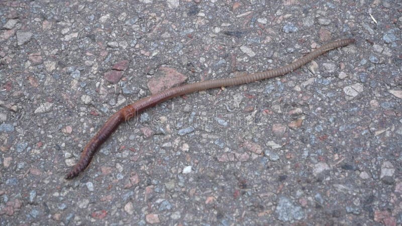 The earthworm crawls. stock footage. Video of earthworm - 337273880