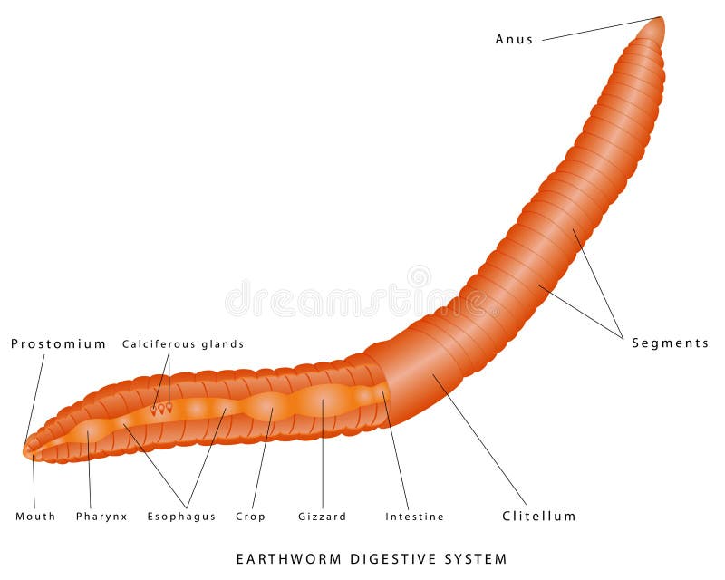 Earthworm Digestive System stock vector. Illustration of slimy - 234032183 Earthworm Digestive System stock vector. Illustration of slimy - 234032183