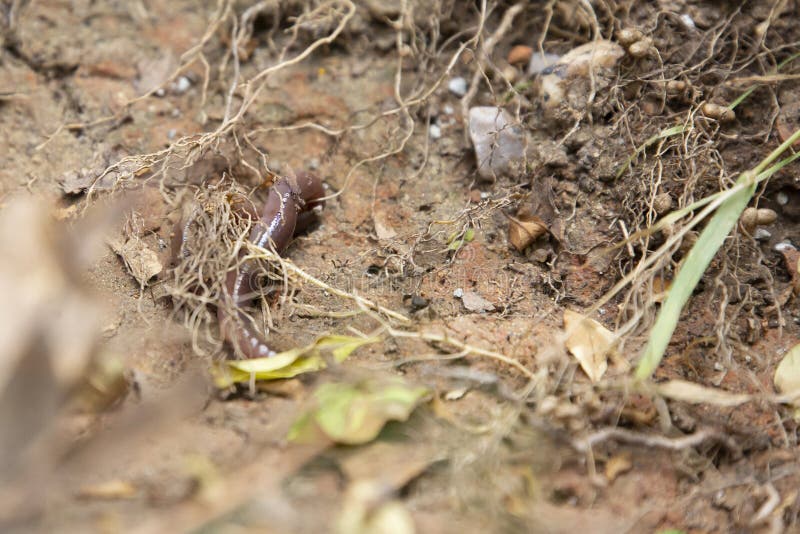 Wet Earthworm Digging in a Dirt Orchard Stock Photo - Image of compost ...