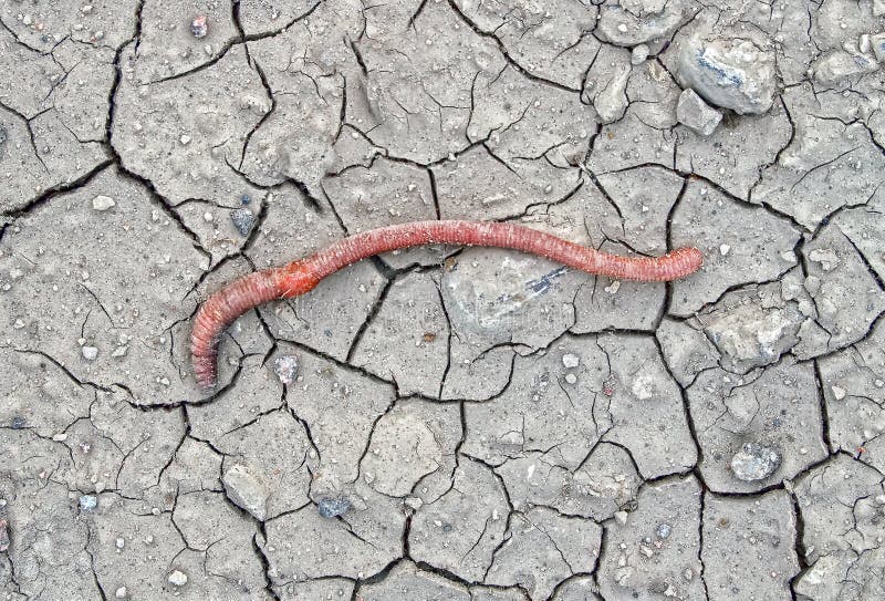 Earthworm on dry land stock photo. Image of earth, earthworm - 36035180