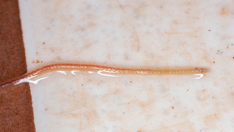 496 Earthworm Texture Stock Photos - Free & Royalty-Free Stock Photos ...