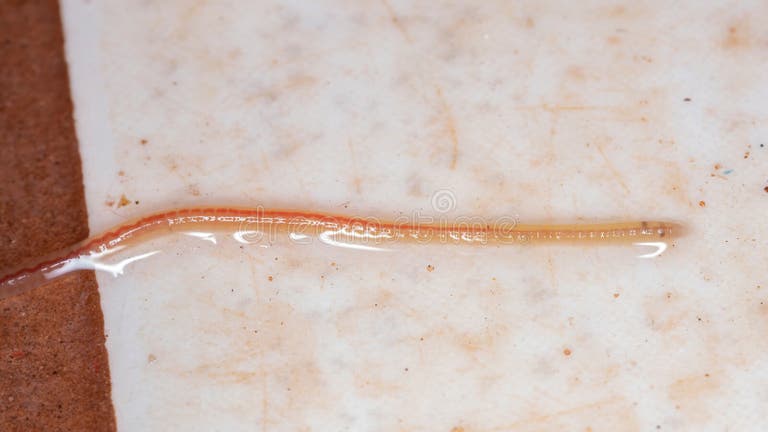 Earthworm stock photo. Image of humus, environment, garden - 196087418