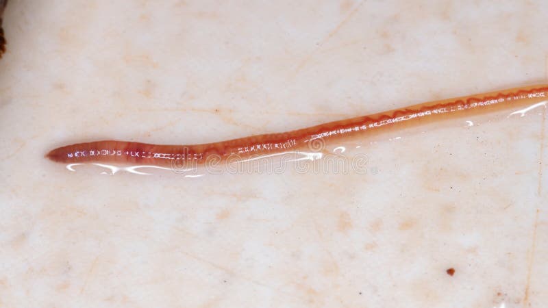 Earthworm stock image. Image of group, fertilizer, animal - 196087443