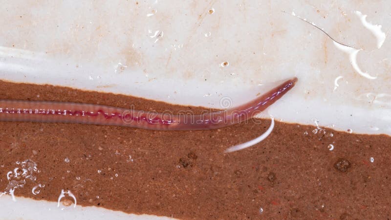355 Earthworm Texture Photos - Free & Royalty-Free Stock Photos from ...