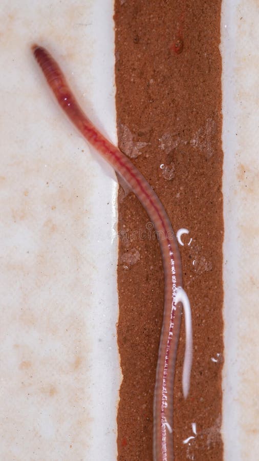 Earthworm stock image. Image of isolated, earthworm - 196087465