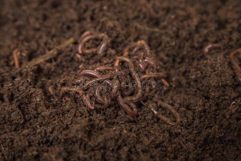 Earthworm Farm Good for Soil Stock Image - Image of composting ...