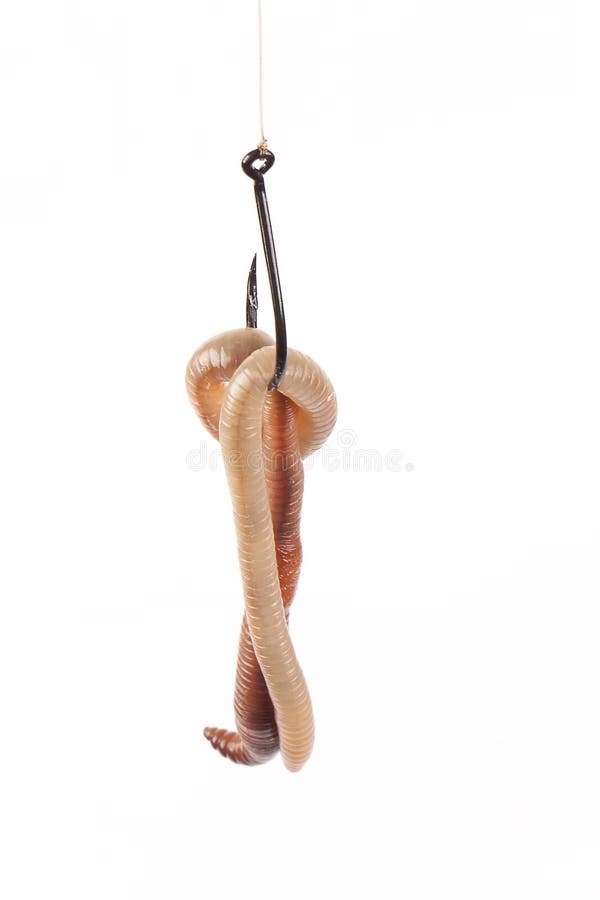 Earthworm on Fishing Hook stock photo. Image of insect - 19506090