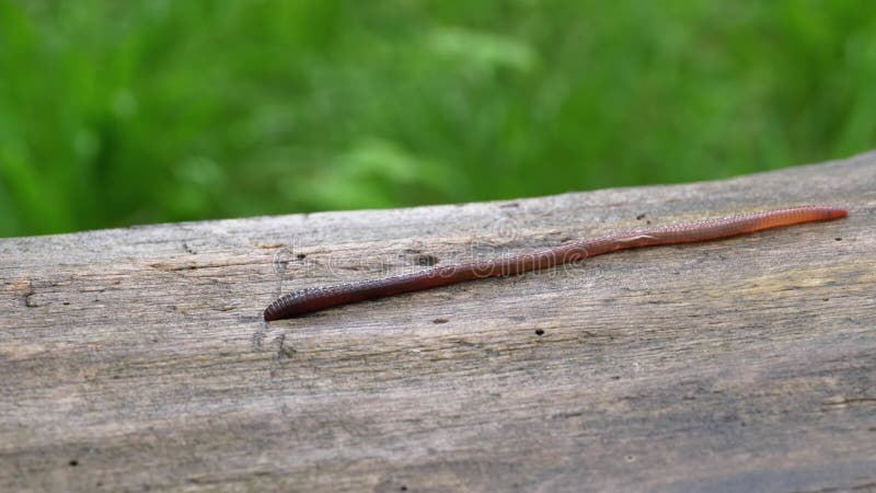 Earthworm in the Forest on a Tree Log. Long Worm Wriggles and Crawls ...