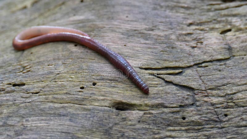 A Long Worm is a Nematode Surrounded by Many Bacteria Stock Video ...