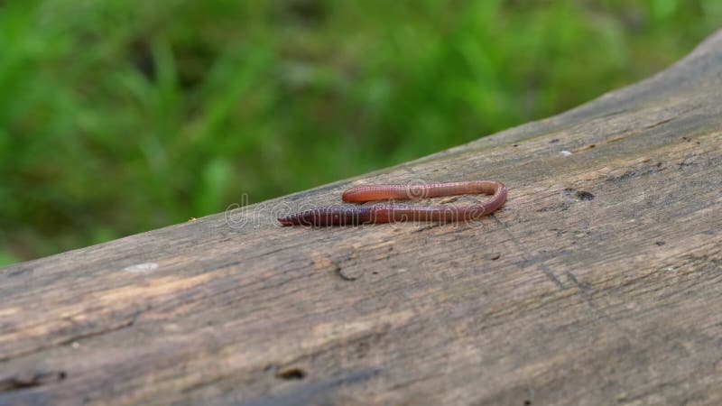 A Long Worm is a Nematode Surrounded by Many Bacteria Stock Video ...