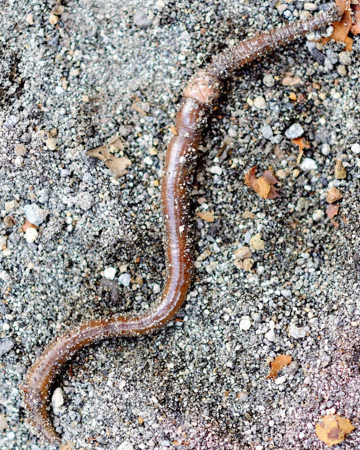 Earthworm stock image. Image of earth, worm, worms, dirt - 30146137