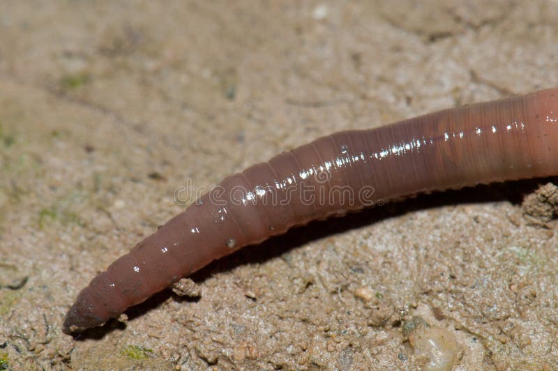 Earthworm on the Ground in the City of Huesca. Stock Photo - Image of ...
