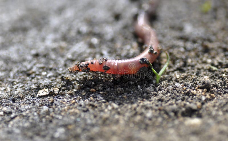 Group of earthworms stock photo. Image of macro, biodegradation - 30553894