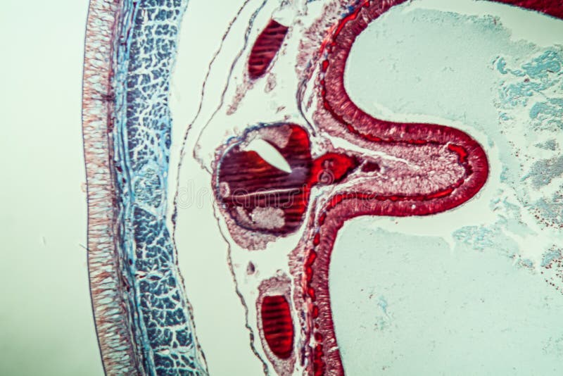 Earthworm Histology Cross Section 10th Segment Stock Photo - Image of ...