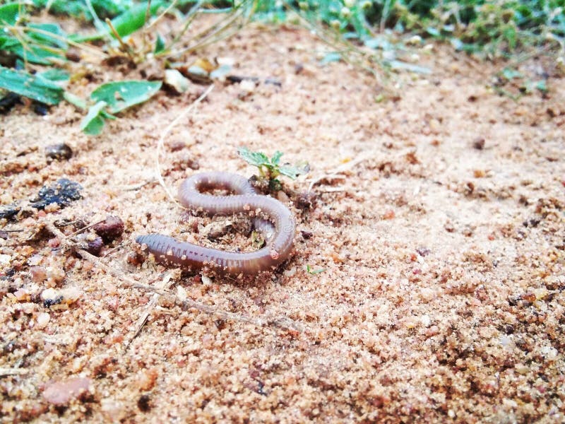 Earthworm stock image. Image of insect, earthworm, nature - 101734833