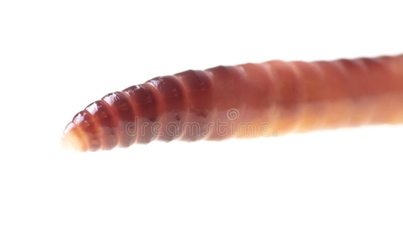 Animal Earthworm Isolated on White Stock Photo - Image of anguine ...