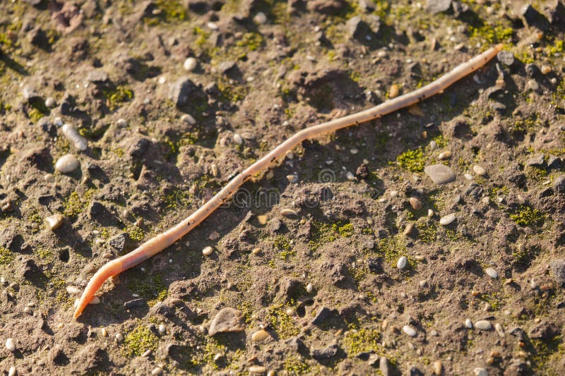 Earthworm, Lombricus Terrestris Stock Photo - Image of closeup ...