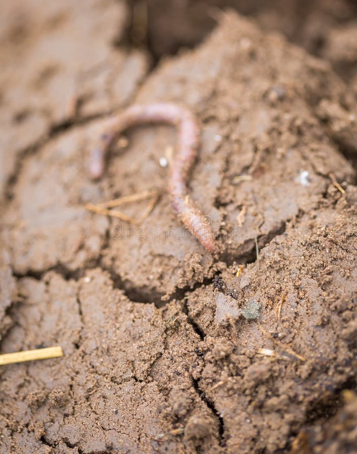 Earthworm lying on soil. stock photo. Image of biology - 81749642