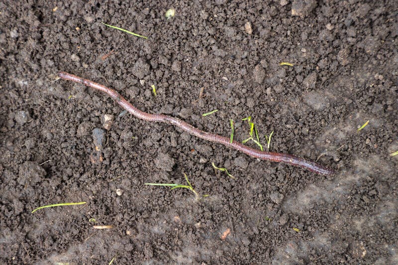 Earthworms, Larvae in Soil are Important for Ecosystems As Decomposers ... Earthworms, Larvae in Soil are Important for Ecosystems As Decomposers ...