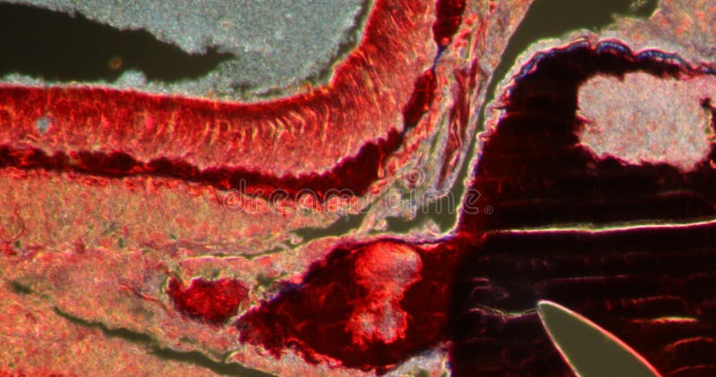 Muscles of the Earthworm in Cross Section Stock Video - Video of glands ...