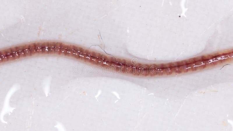 496 Earthworm Texture Stock Photos - Free & Royalty-Free Stock Photos ...