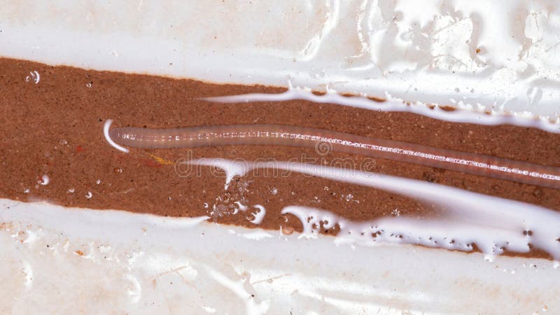 355 Earthworm Texture Photos - Free & Royalty-Free Stock Photos from ...