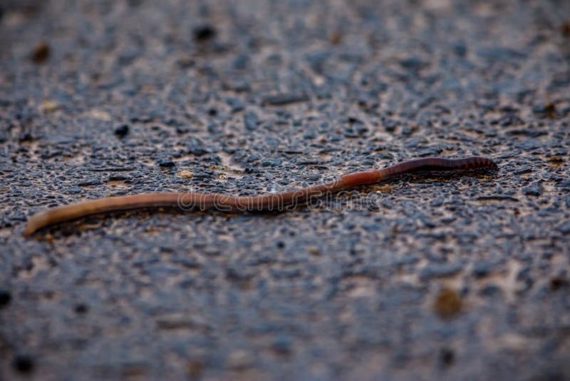 Earthworm after the rain stock image. Image of nature - 218790051