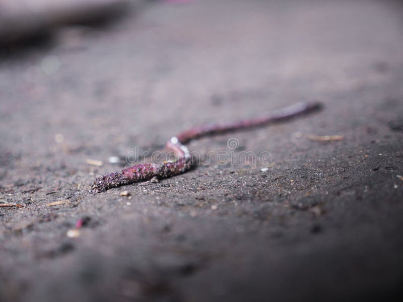 Earthworm Crawl stock image. Image of earthworm, invertebrate - 78456583