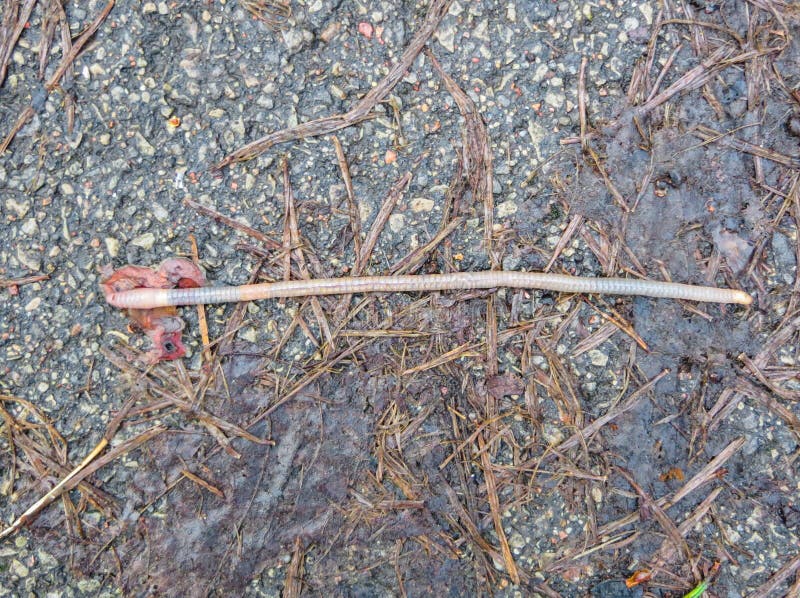 Earthworm after the rain stock image. Image of nature - 218790051
