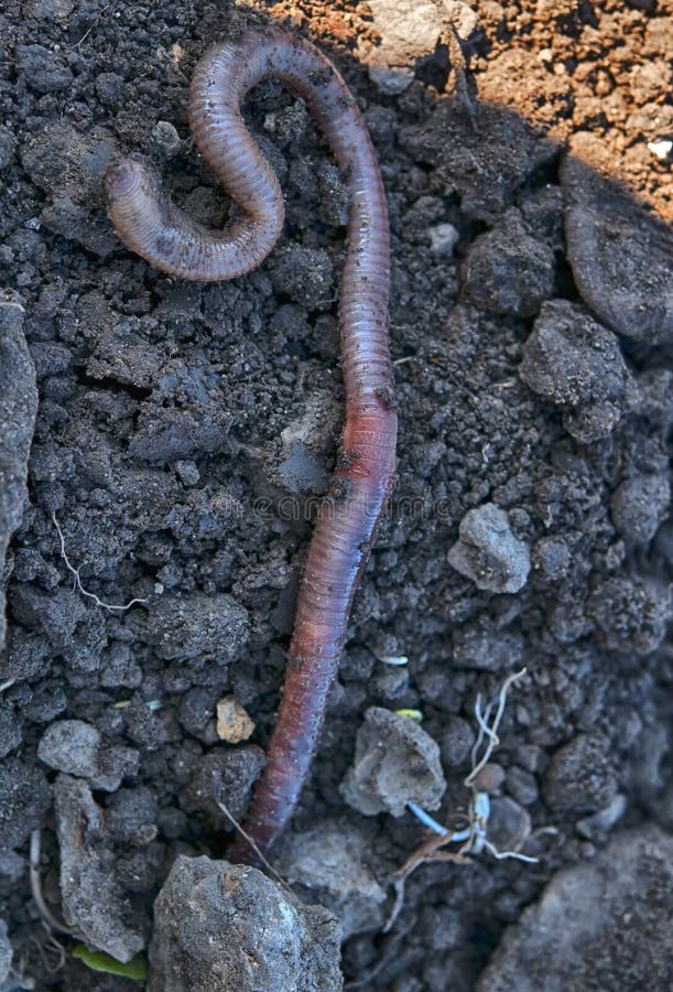 Earthworm stock photo. Image of lumbricus, agricultural - 100519492