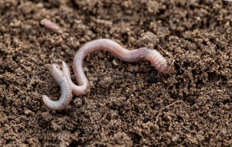 Earthworm in soil stock photo. Image of dirt, ground - 67832714