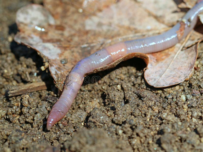 Earthworm on Soil with Dry Oak Leaf, Close Up, Macro Shot Background ...