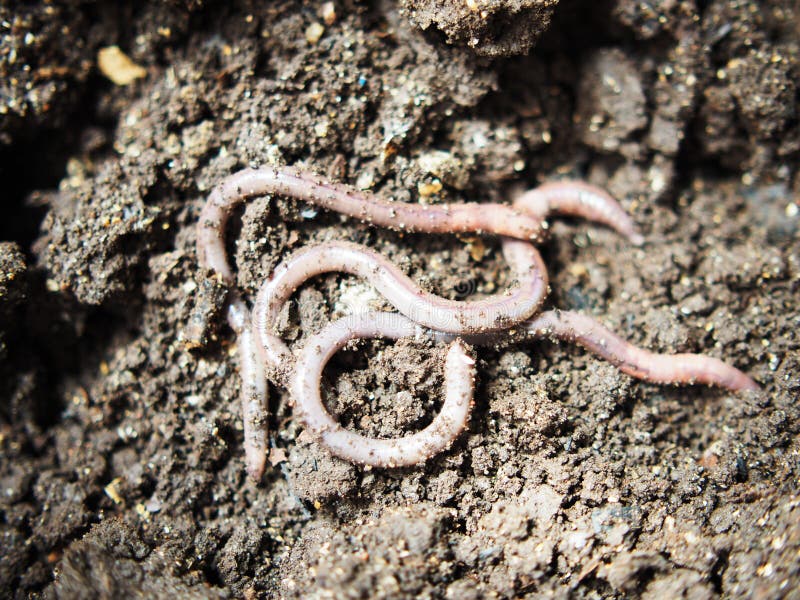 Earthworm in Soil for Planting Ang Hand Holding Them Stock Photo ...