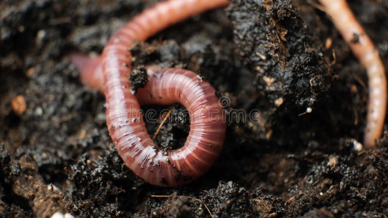 Earthworm Texture and Segments in Macro Stock Footage - Video of ...