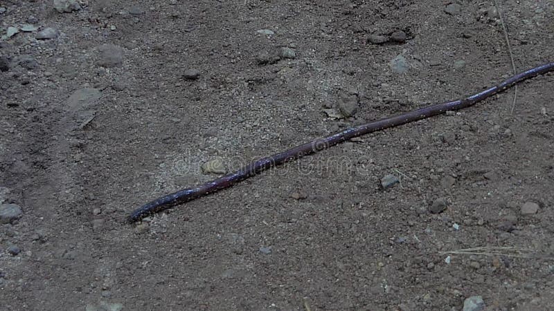 Earthworm in the Forest on a Tree Log. Long Worm Wriggles and Crawls ...