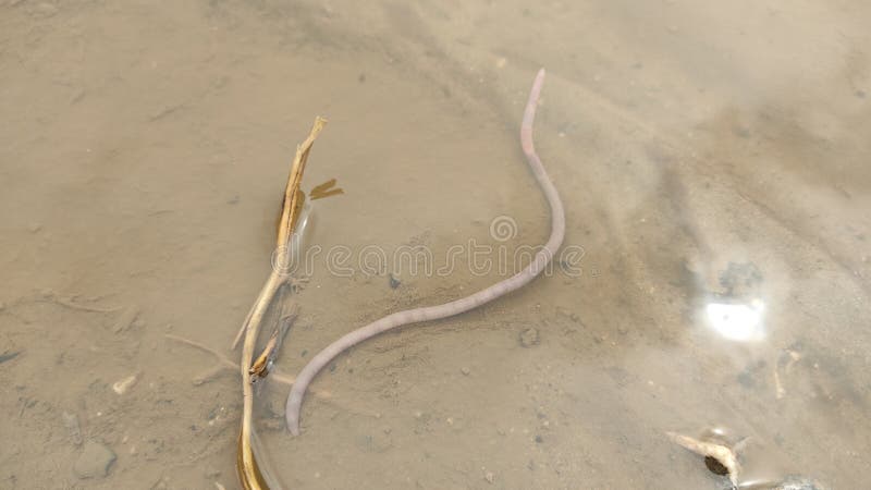 Earthworm in water stock photo. Image of sketch, animal - 252857748