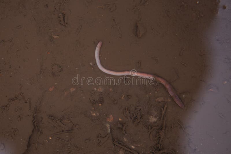 Earthworm in the Water after Rainfall Stock Photo - Image of small ...