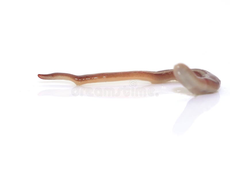 211 Single Earthworm Stock Photos - Free & Royalty-Free Stock Photos ...