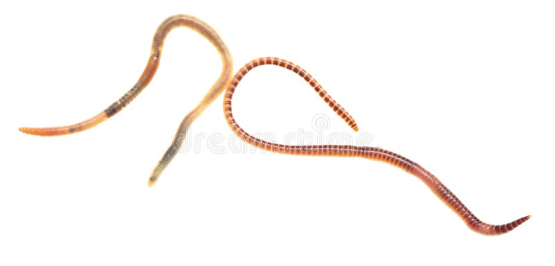 Animal Earthworm Isolated on White Stock Photo - Image of anguine ...