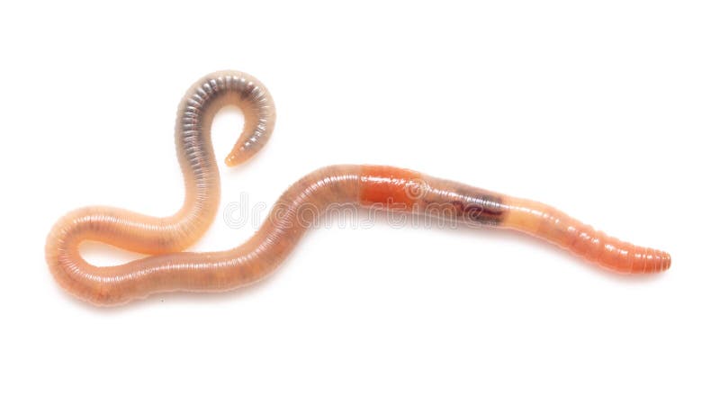 Earthworm on a White Background Stock Photo - Image of isolated ...