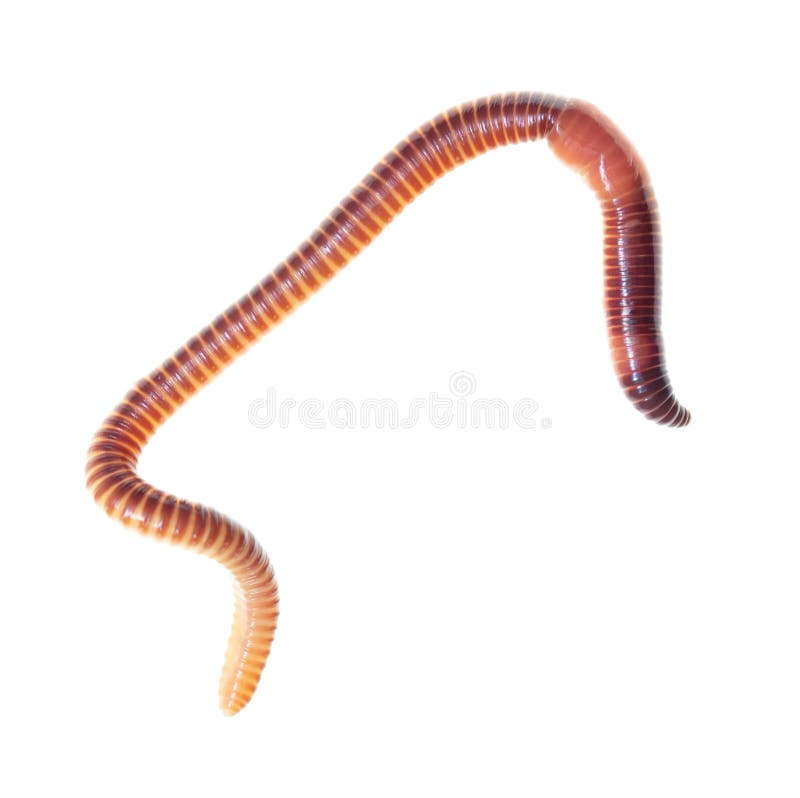 Earthworm on a White Background Stock Image - Image of animal, worm ...