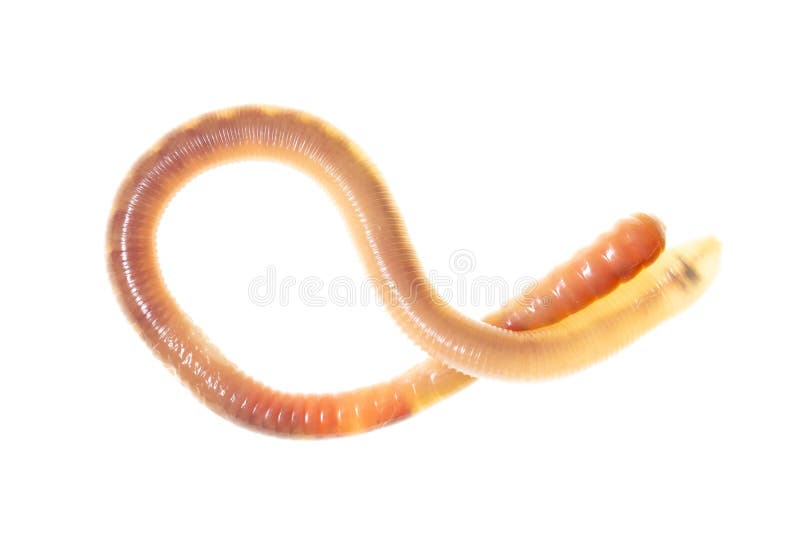 Earthworm on a White Background Stock Photo - Image of ground, natural ...