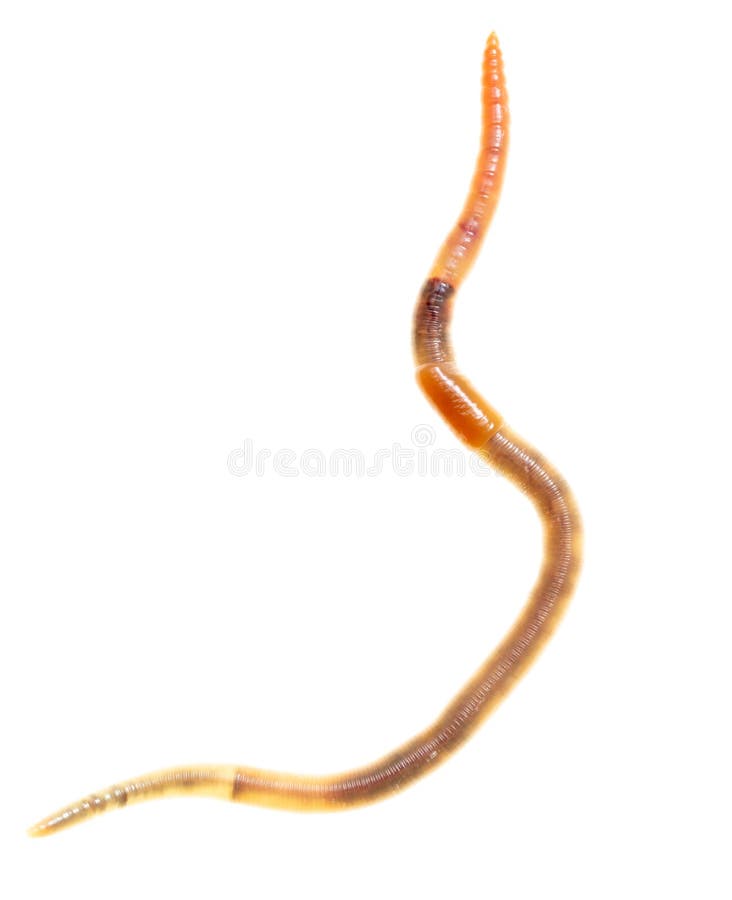 Animal Earthworm Isolated on White Stock Photo - Image of anguine ...
