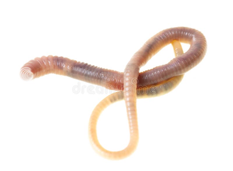 Animal Earthworm Isolated On White Stock Photo - Image of anguine ...