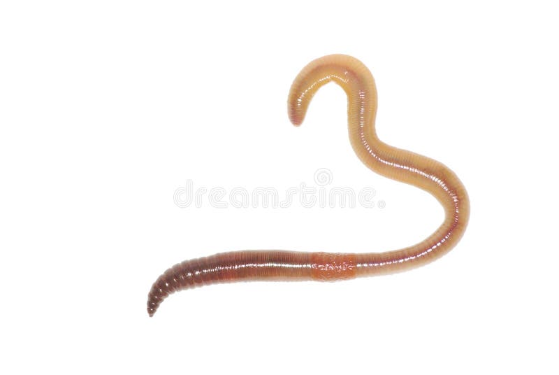 Earthworm on white stock image. Image of garden, bait - 19175785