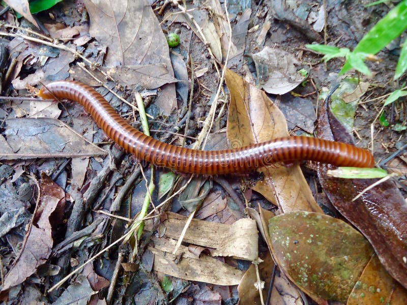 7,204 Earthworm Stock Photos - Free & Royalty-Free Stock Photos from ...