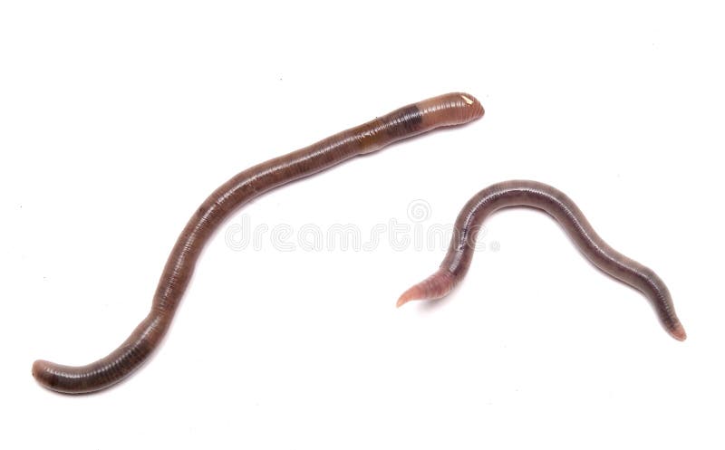 Earthworms stock photo. Image of pink, brown, isolated - 9601780