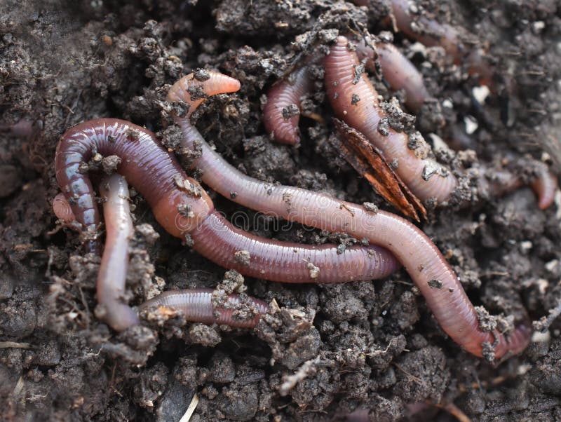 Earthworms stock photo. Image of mold, agriculture, humus - 341082656