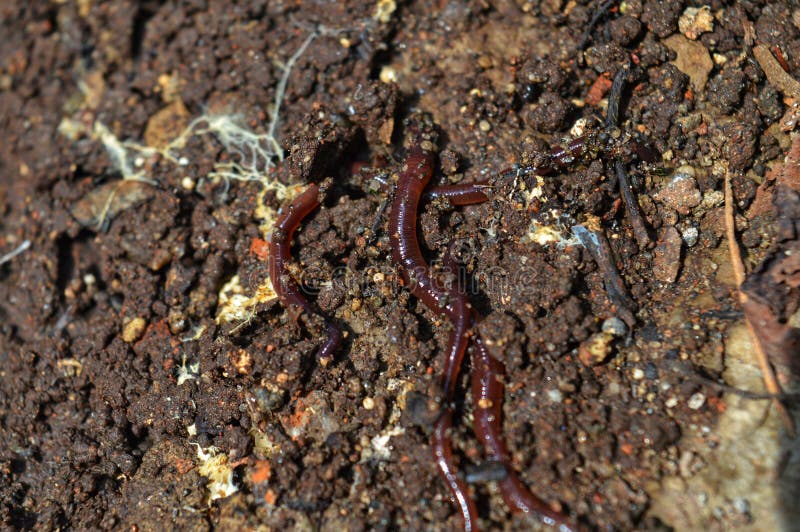 1,118 Insect Rainy Season Stock Photos - Free & Royalty-Free Stock ...